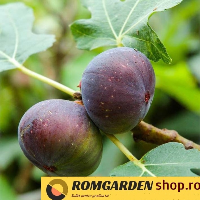 SMOCHIN :: romgarden-shop.ro